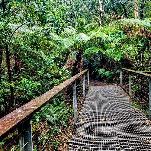 Lorne Forests & Waterfalls - Trail Navigator Victoria